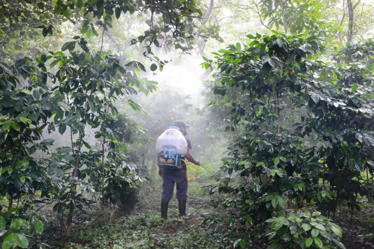 Roya Del Café: Causas, Prevención Y Control | Blog Cambiagro