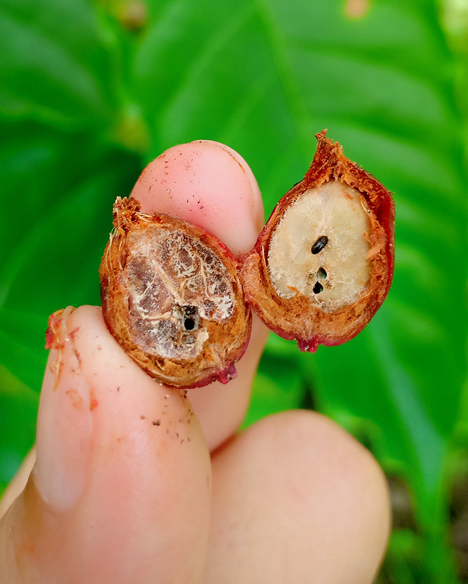 Broca Del Café: Ciclo De Vida Y Daños | Blog Cambiagro