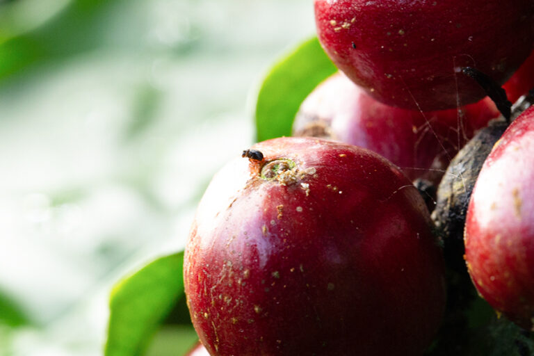 Broca Del Café: Ciclo De Vida Y Daños | Blog Cambiagro