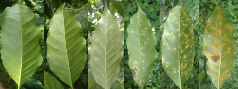 Roya Del Café: Causas, Prevención Y Control | Blog Cambiagro