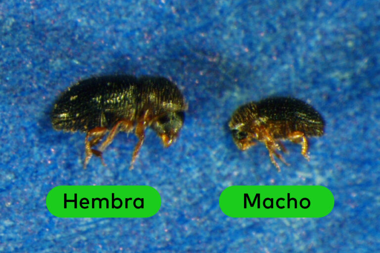 Broca Del Café: Ciclo De Vida Y Daños | Blog Cambiagro