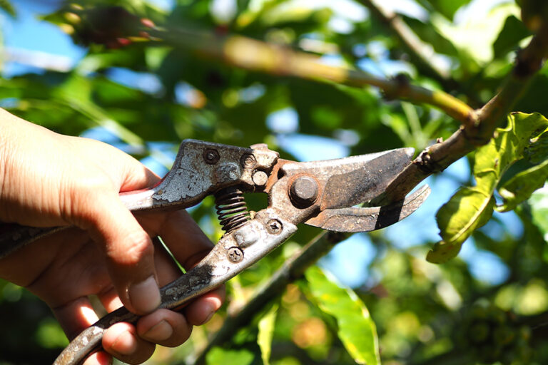 Roya Del Café: Causas, Prevención Y Control | Blog Cambiagro