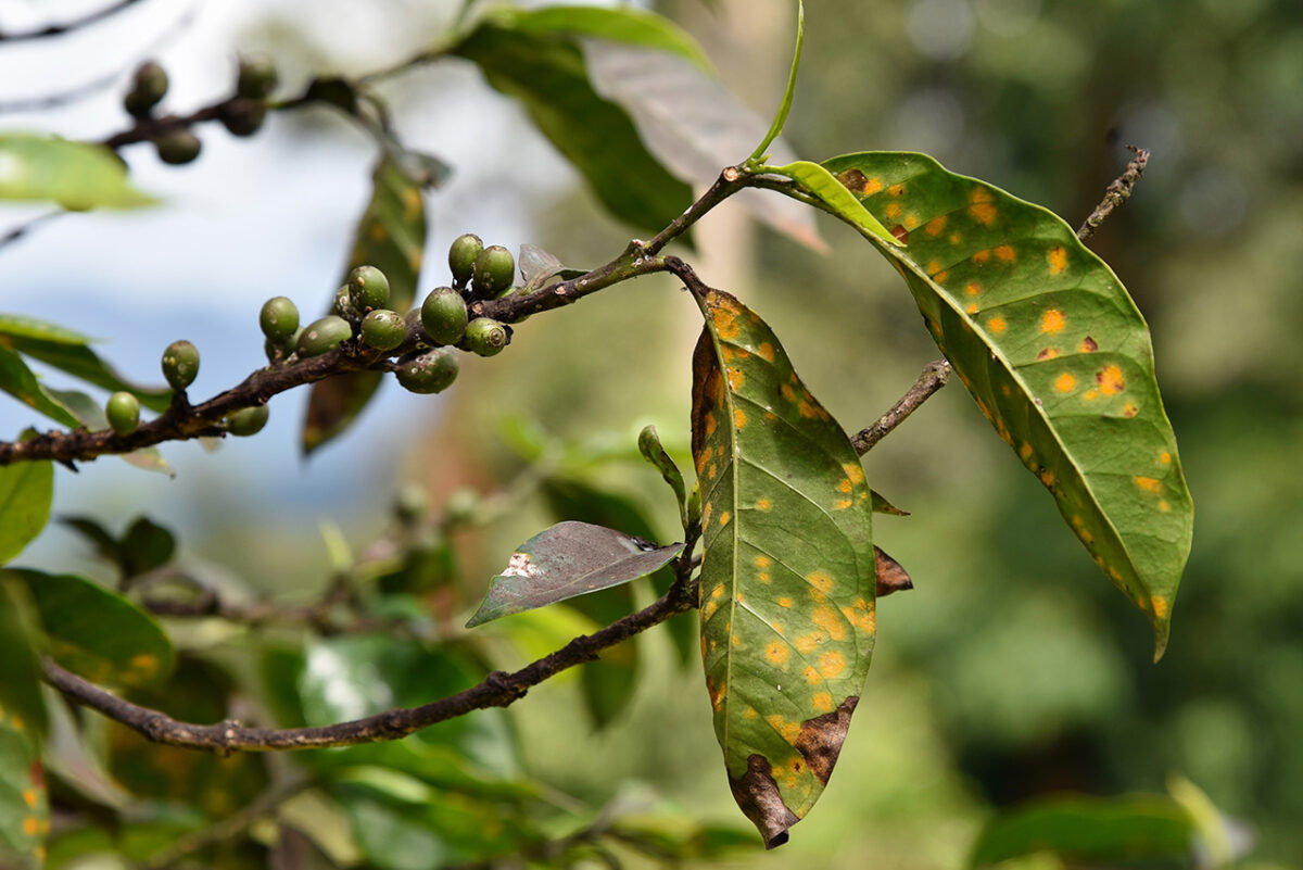 Roya Del Café: Causas, Prevención Y Control | Blog Cambiagro