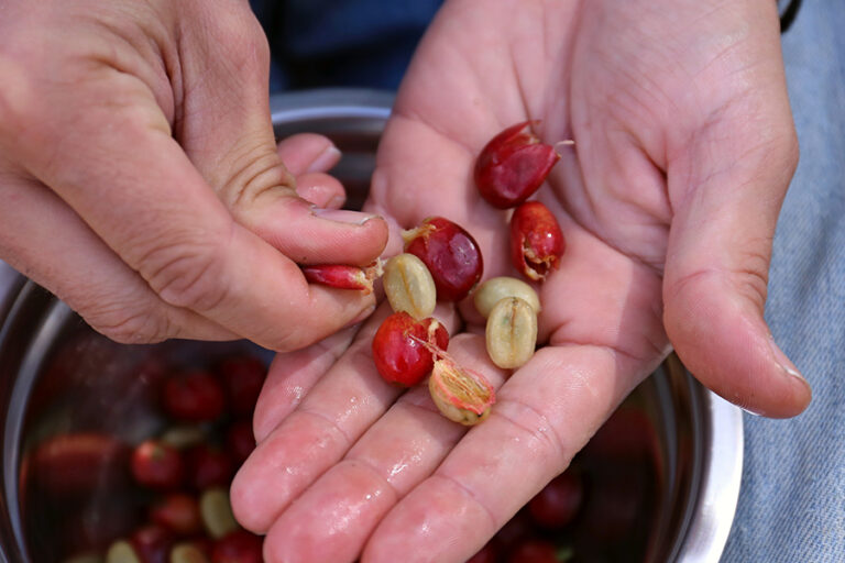 Guía De La Semilla De Café: Selección, Germinación Y Cuidados | Blog ...