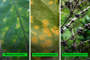 Roya Del Café: Causas, Prevención Y Control | Blog Cambiagro