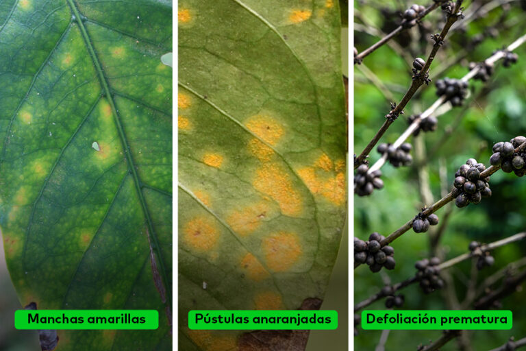 Roya Del Café: Causas, Prevención Y Control | Blog Cambiagro