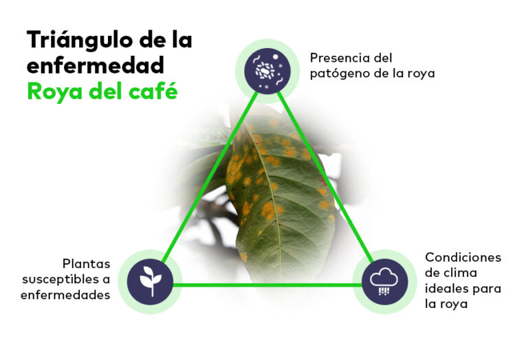 Roya Del Café: Causas, Prevención Y Control | Blog Cambiagro