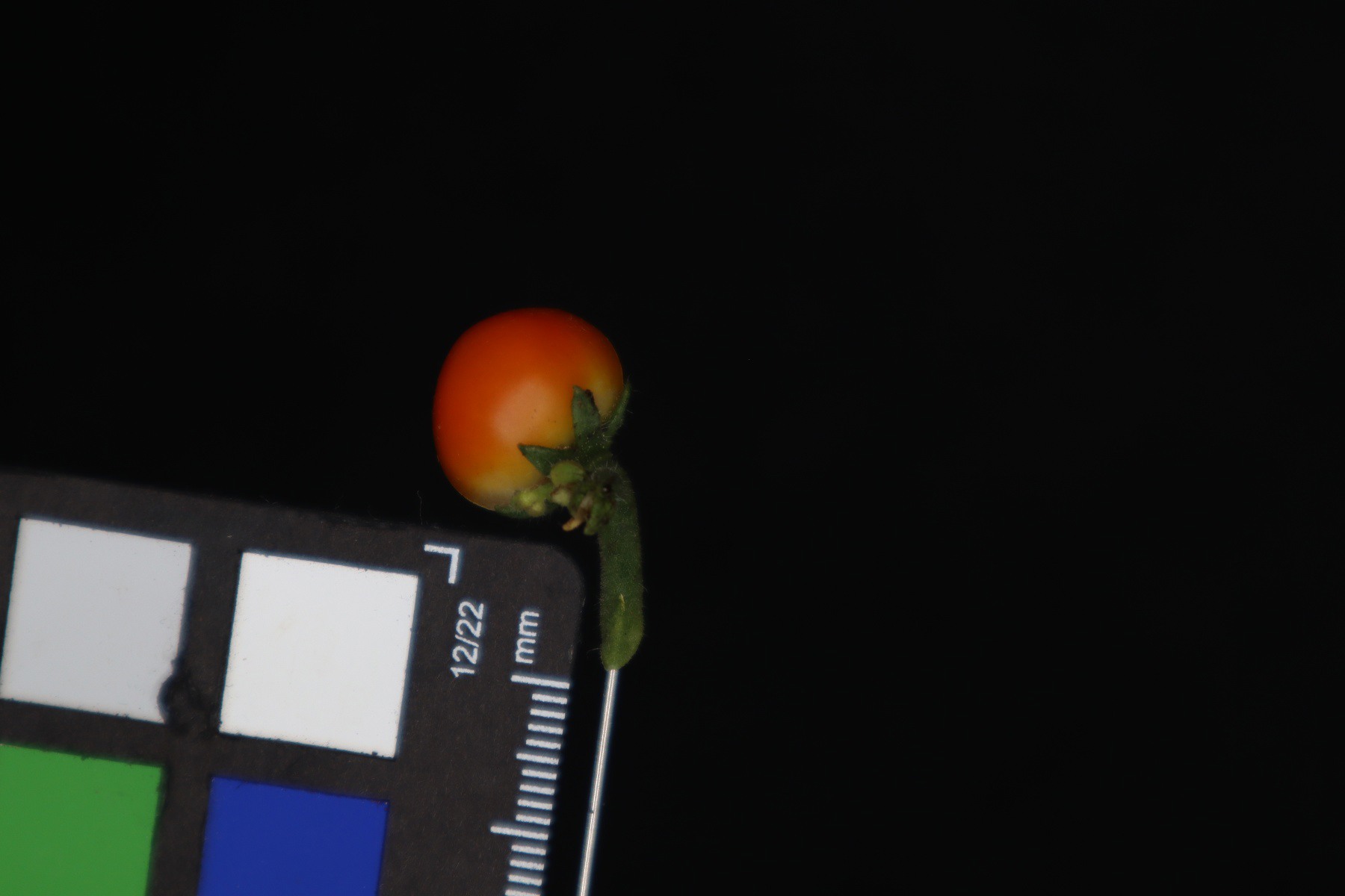 Cultivan Tomates Sin Sol, Sin Tierra Y Sin Planta Entera | Blog Cambiagro