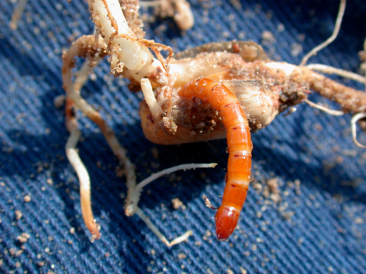 Suelo Del Maíz: Preparación, Análisis Y Correcciones | Blog Cambiagro